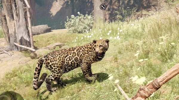Jaguar | Far Cry Wiki | Fandom