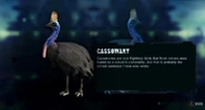 Cassowary | Far Cry Wiki | Fandom