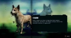 Dingo Far Cry 3