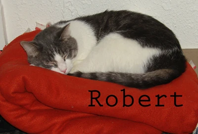 Robert the Cat | Fargo Filmmaking | Fandom