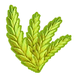 Orge | Wiki Farm Together | Fandom