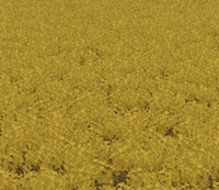 Canola/Farming Simulator 2013 | Farming Simulator Wiki | Fandom