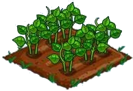 Green Bean | FarmVille Wiki | Fandom