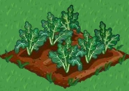 Broccoli | FarmVille Wiki | Fandom