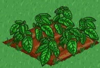 Potato | FarmVille Wiki | Fandom