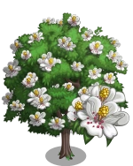 Southern Magnolia Tree | FarmVille Wiki | Fandom