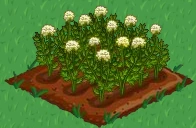 Carrot | FarmVille Wiki | Fandom