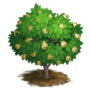 Snow Pear Tree | FarmVille 2 Wiki | Fandom