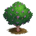 Purple Cape Myrtle Tree | FarmVille 2 Wiki | Fandom