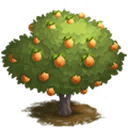 Apricot Tree | FarmVille 2 Wiki | Fandom