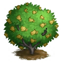 Carpathian Walnut Tree | FarmVille 2 Wiki | Fandom