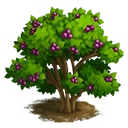 Beautyberry Tree | FarmVille 2 Wiki | Fandom