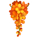 Cassia Moschata | FarmVille 2 Wiki | Fandom