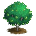 Pomelo Tree | FarmVille 2 Wiki | Fandom