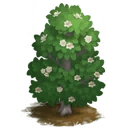Magnolia Tree | FarmVille 2 Wiki | Fandom