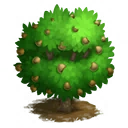 Candlenut Tree | FarmVille 2 Wiki | Fandom