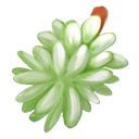 Mokoba Flower | FarmVille 2 Wiki | Fandom