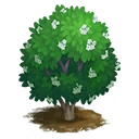Blackhaw Tree | FarmVille 2 Wiki | Fandom