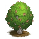 Water Birch Tree | FarmVille 2 Wiki | Fandom