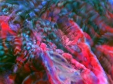 Inter-dimensional entity | Farscape Encyclopedia Project | Fandom