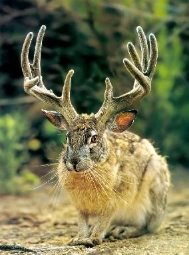 Jackalope | Fat Man Wiki | Fandom
