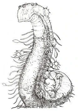 Priapulin | Fate of the Known Worlds Wiki | Fandom