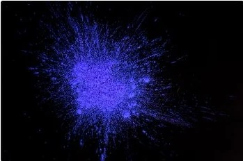 Rokna Blue Organization | Fate of the Known Worlds Wiki | Fandom