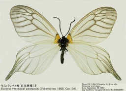 Elcysma | Fauna and flora Wiki | Fandom