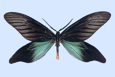 Histia | Fauna and flora Wiki | Fandom