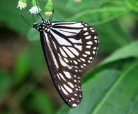 Danaus ismare | Fauna and flora Wiki | Fandom