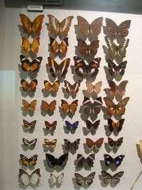 Nymphalidae | Fauna and flora Wiki | Fandom