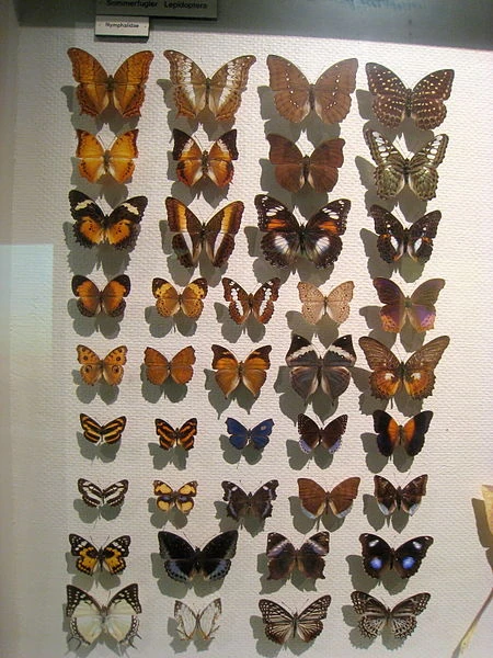 Nymphalidae Forelegs