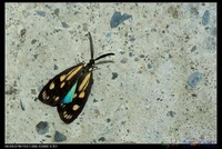 Soritia azurea | Fauna and flora Wiki | Fandom