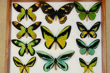 ornithoptera tithonus