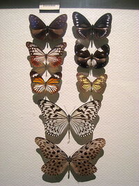 Danainae | Fauna and flora Wiki | Fandom