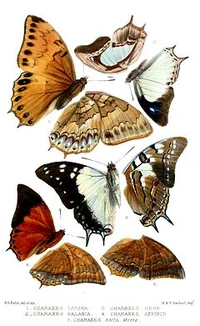 Charaxinae | Fauna and flora Wiki | Fandom