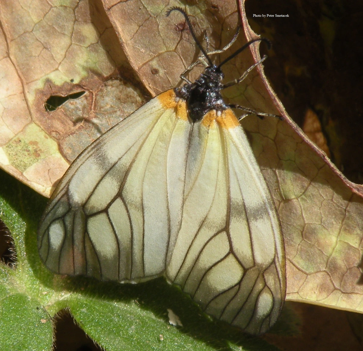 Agalope | Fauna and flora Wiki | Fandom