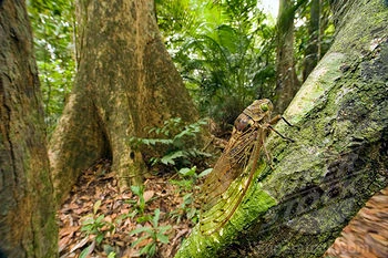 Pomponia imperatoria | Fauna and flora Wiki | Fandom