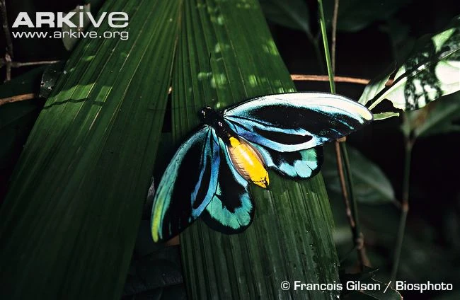 Ornithoptera alexandrae | Fauna and flora Wiki | Fandom