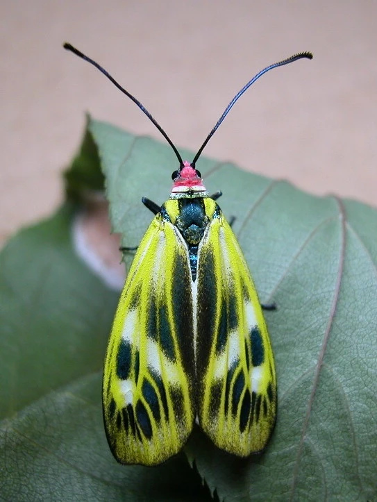 Soritia strandi | Fauna and flora Wiki | Fandom