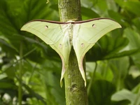 Actias | Fauna and flora Wiki | Fandom