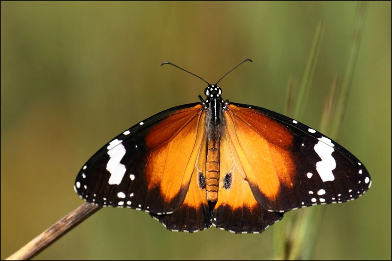 Wanderer Butterfly Danaus