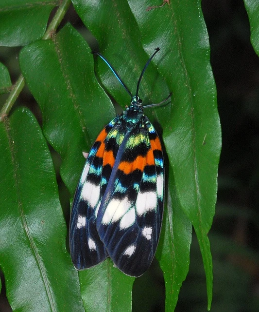 Erasmia pulchella | Fauna and flora Wiki | Fandom