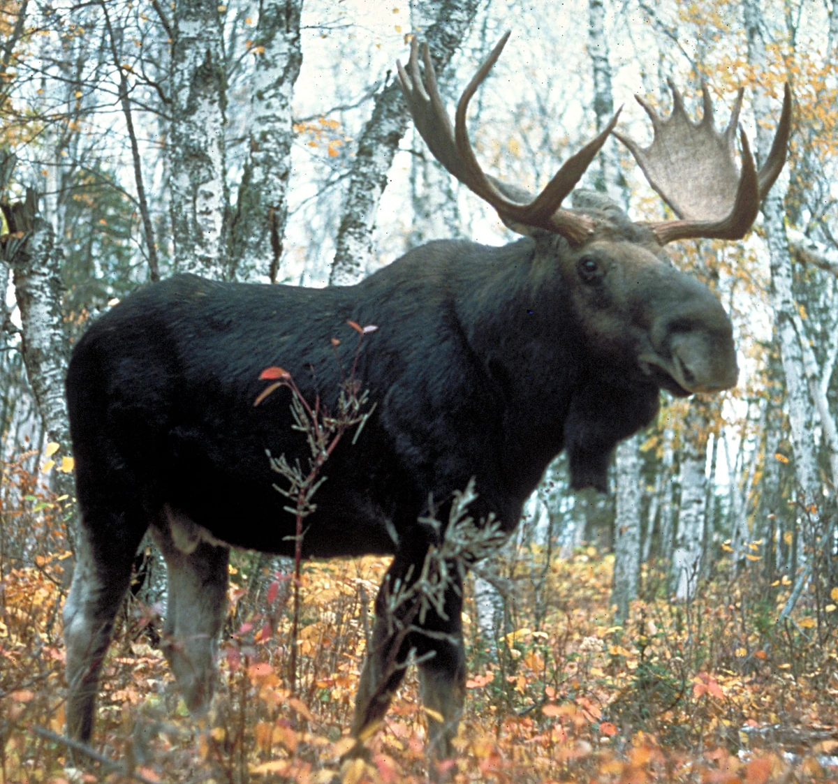 Moose | Animal Life Wiki | Fandom