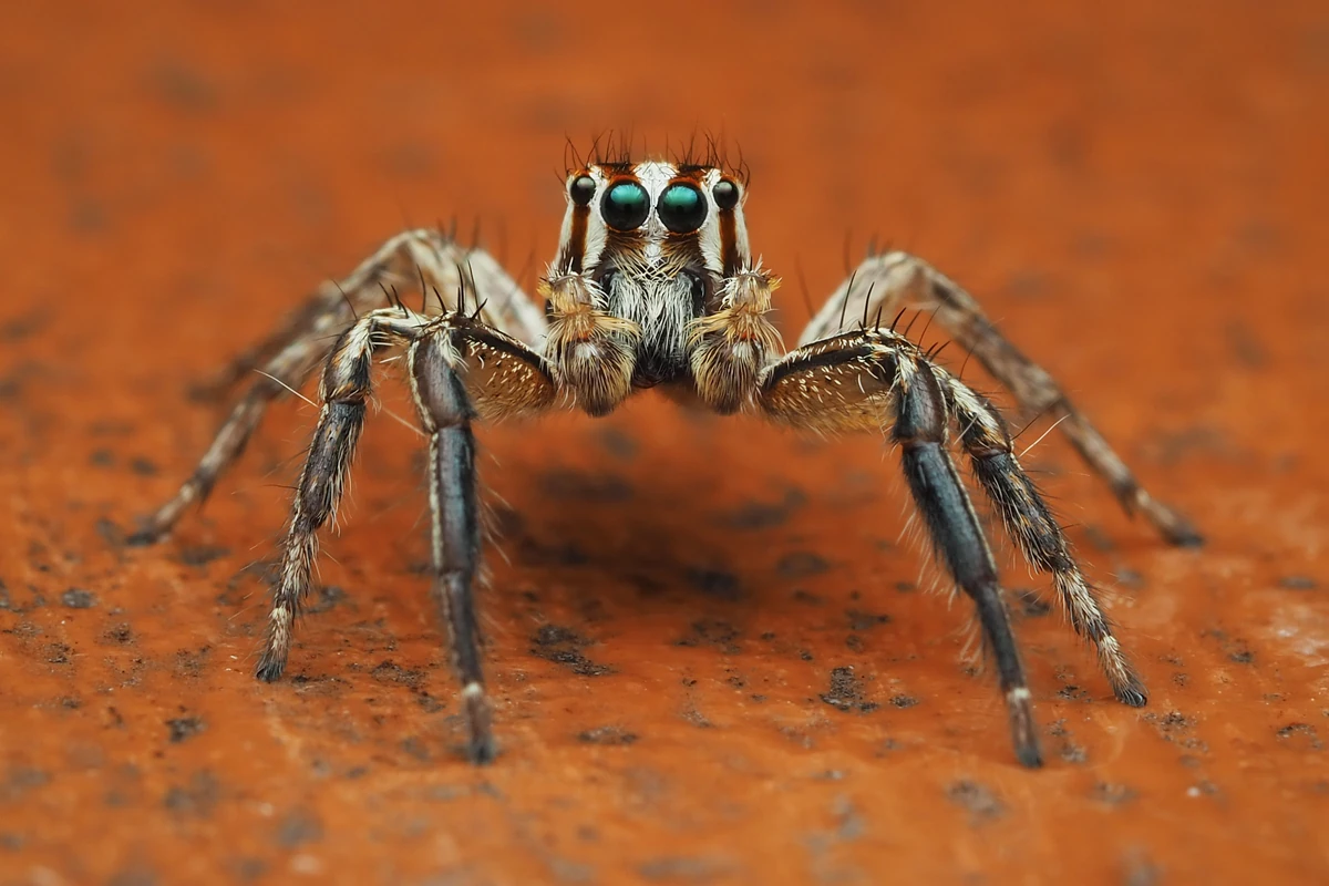 Spider | Animal Life Wiki | Fandom