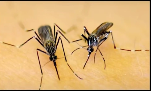 Mosquito Brothers | Mob Wiki | Fandom