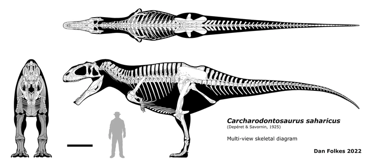 New based Carcharodontosaurus skeletal | Fandom
