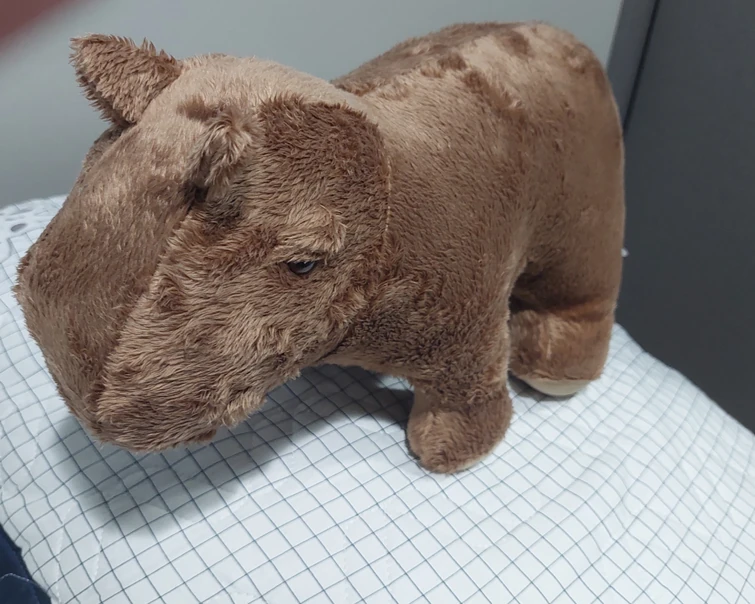 Capybara reveal!!!!! | Fandom