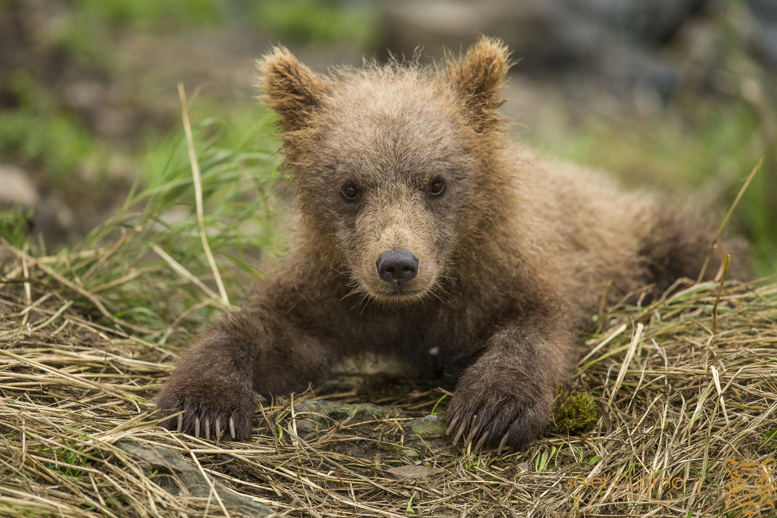 Why you should join mystic | Fandom