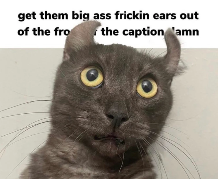 Big ahh ears | Fandom